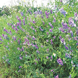 BWI Companies: Hairy Vetch - 50 lb by