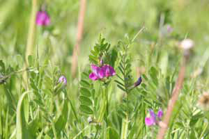 BWI Companies: Vetch, Common - 50 lb by