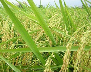 BWI Companies: Rice Seed - 50 lb by