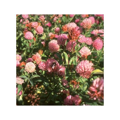 BWI Companies: Renegade Red Clover - 3 lb by DLF