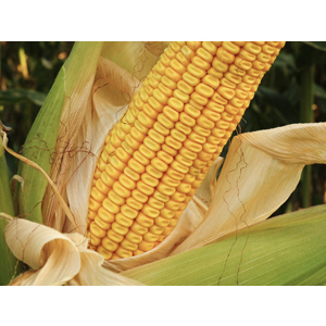 BWI Companies: Corn, Hickory King Yellow - 5 lb by BWI Companies